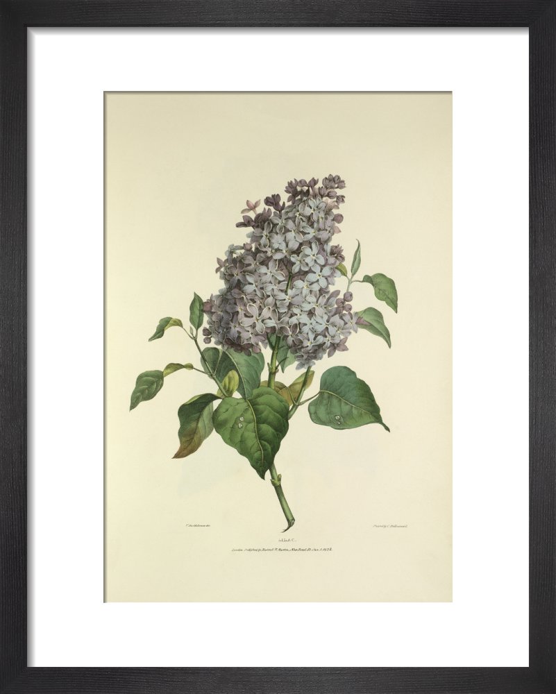 Lilac – RHS Prints