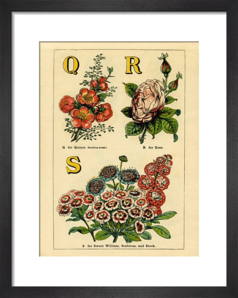 Q for Quince, R for Rose, S for Sweet William, Scabious and Stock – RHS ...